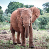 ¿Qué es Edward Fields Cares? – Edward Fields Tea