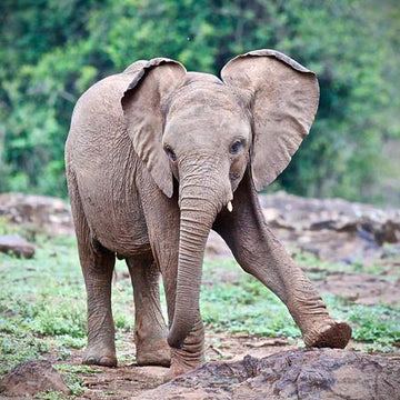 ¿Qué es Edward Fields Cares? – Edward Fields Tea