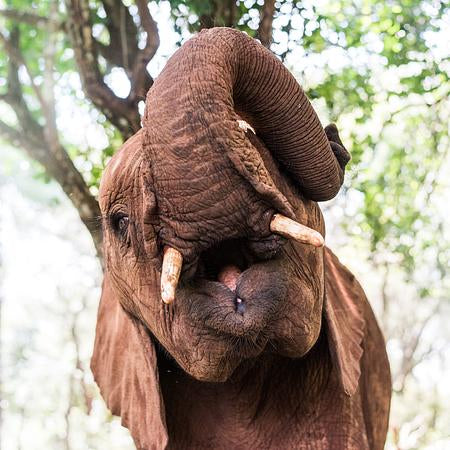 ¿Qué es Edward Fields Cares? – Edward Fields Tea